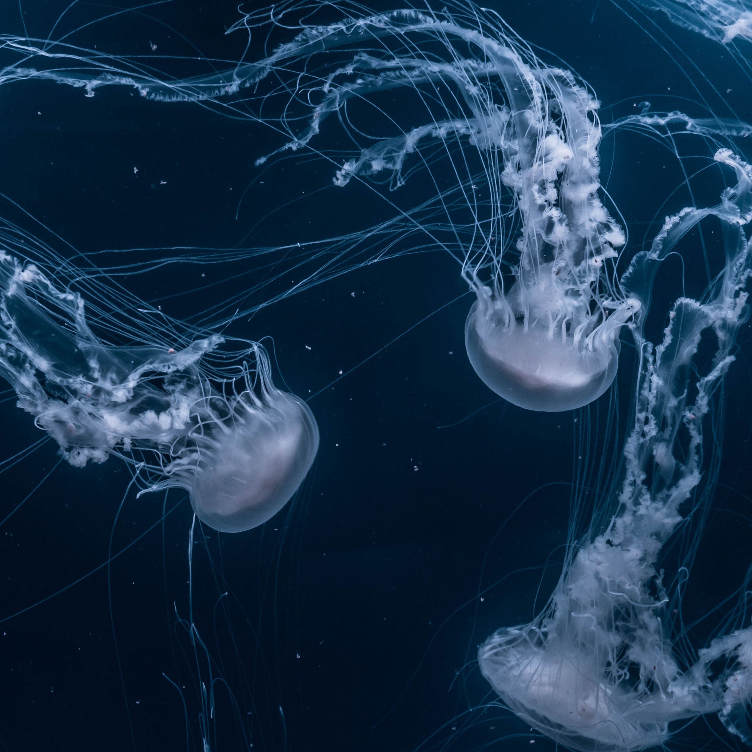 10 Ways to Protect Our Oceans: How You Can Make a Difference