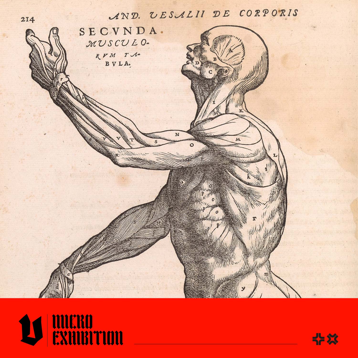 Anatomy Illustrations Human Anatomy Pictures And Illustrations